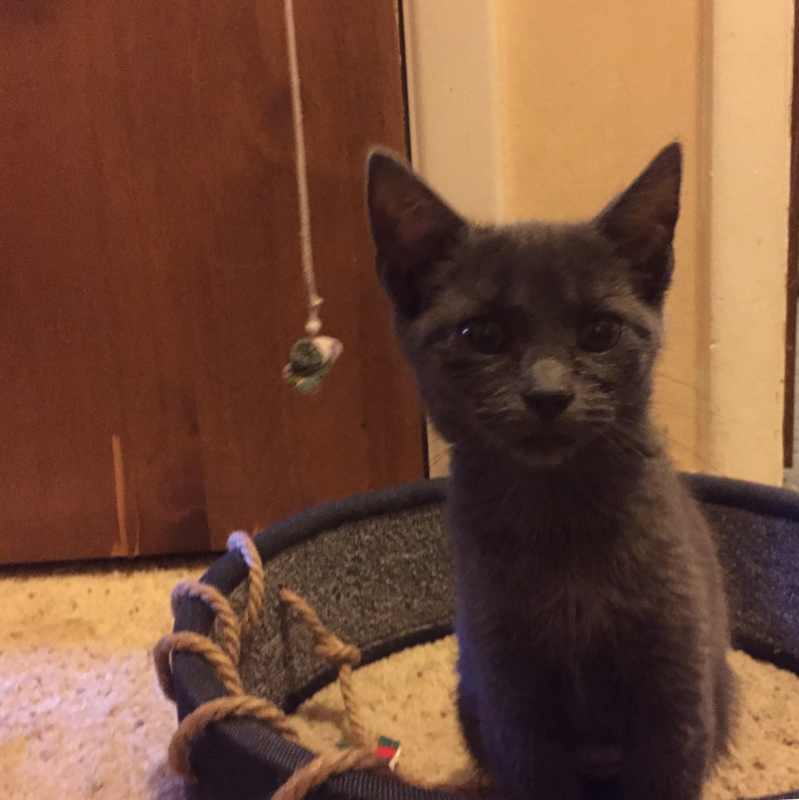 Adopt Ash the Russian Blue Mix Kitten from cats-can inc in Oviedo Fl!