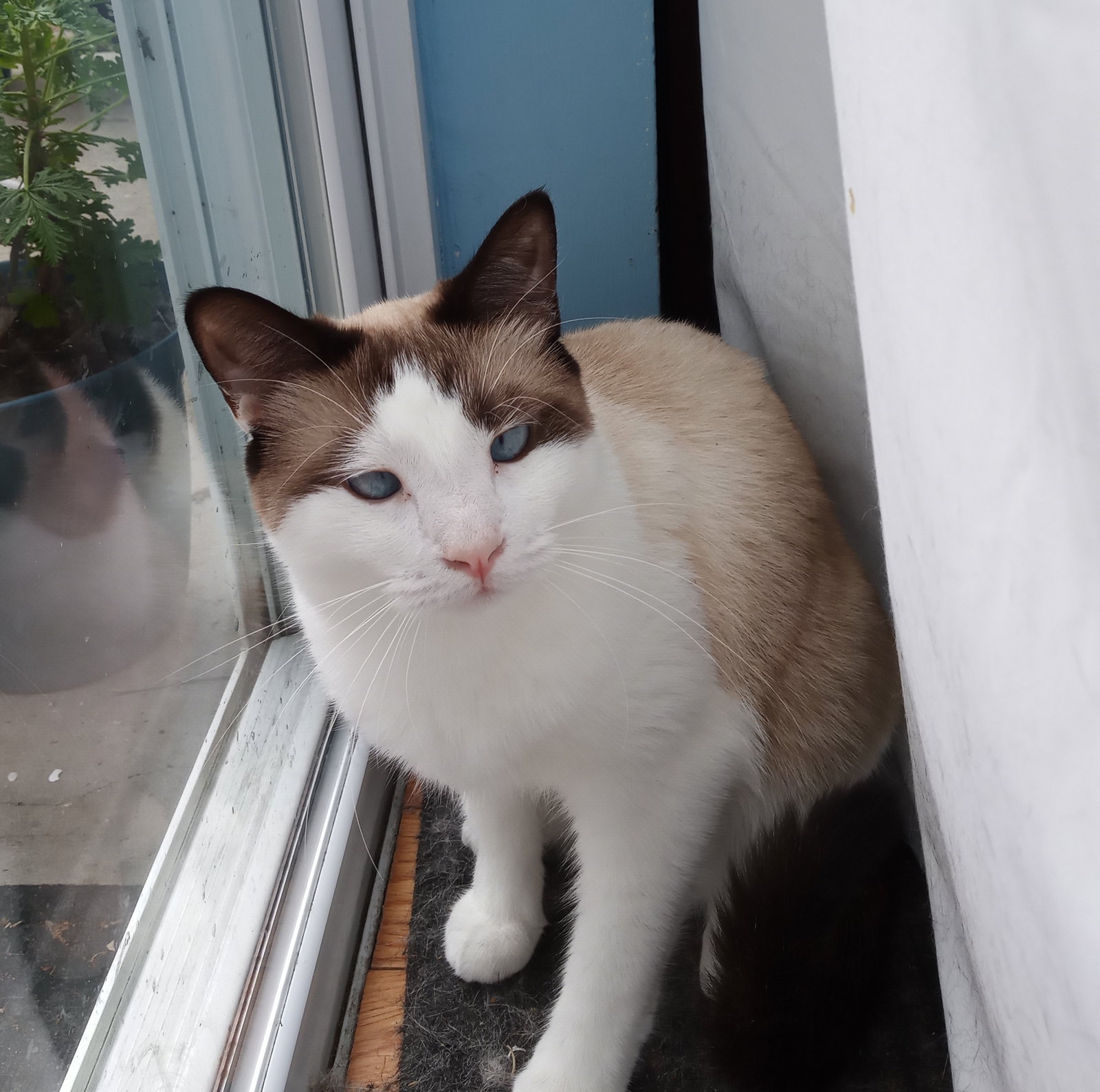 Adopt Clara the Sable Point Siamese from cats-can inc in Oviedo Fl!