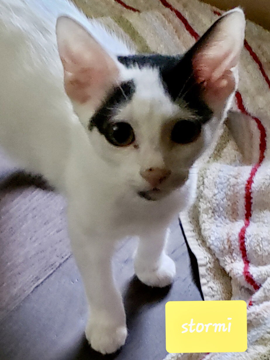 Adopt Stormi from cats-can inc in Oviedo Fl!