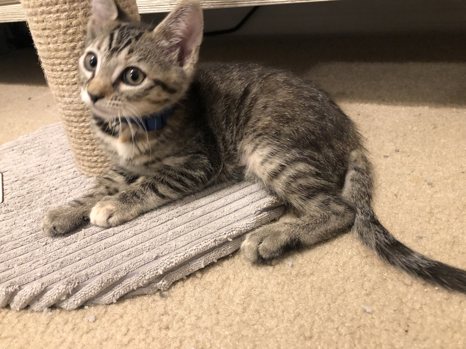 Adopt Abby the Sweetheart from cats-can inc in Oviedo Fl!