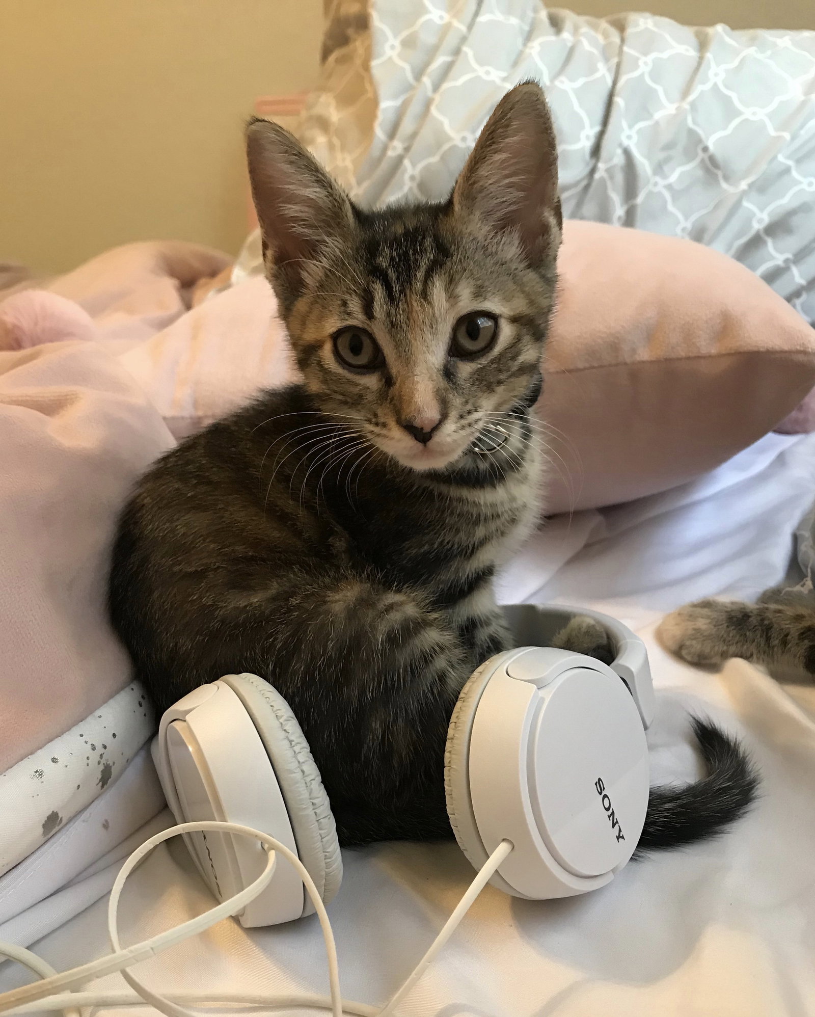 Adopt Angie the Sweetheart from cats-can inc in Oviedo Fl!