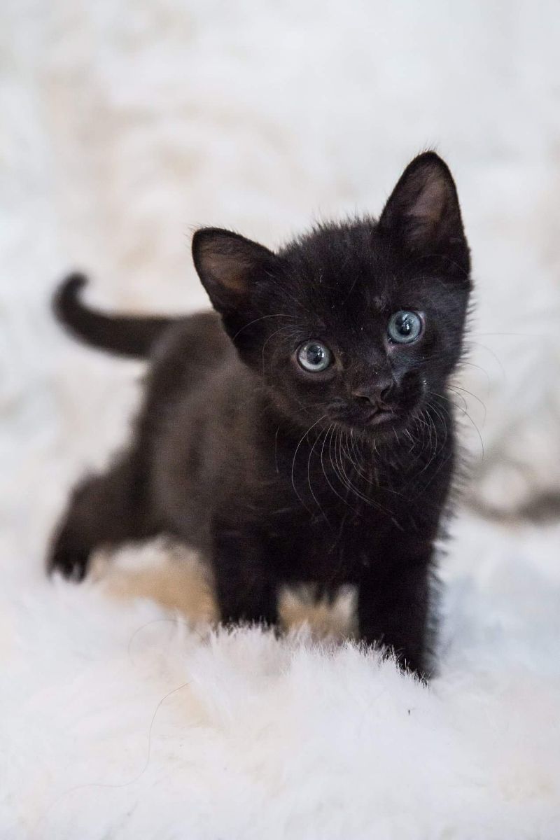 Adopt Bixby from cats-can inc in Oviedo Fl!