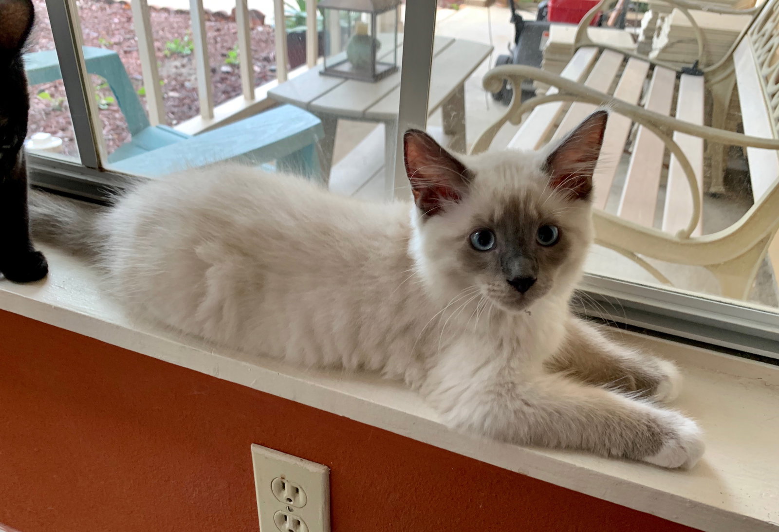 Adopt Angel the Siamese Kitten from cats-can inc in Oviedo Fl!