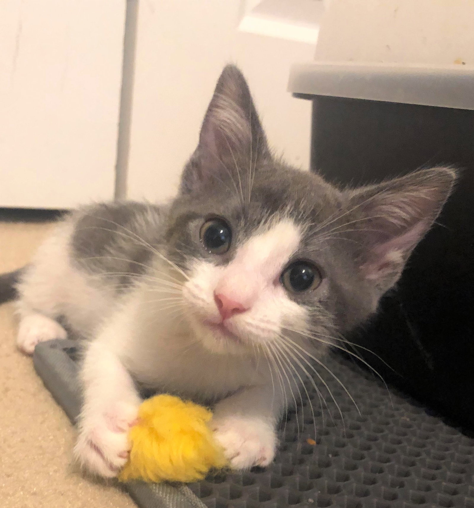 Adopt Steve Rogers from cats-can inc in Oviedo Fl!