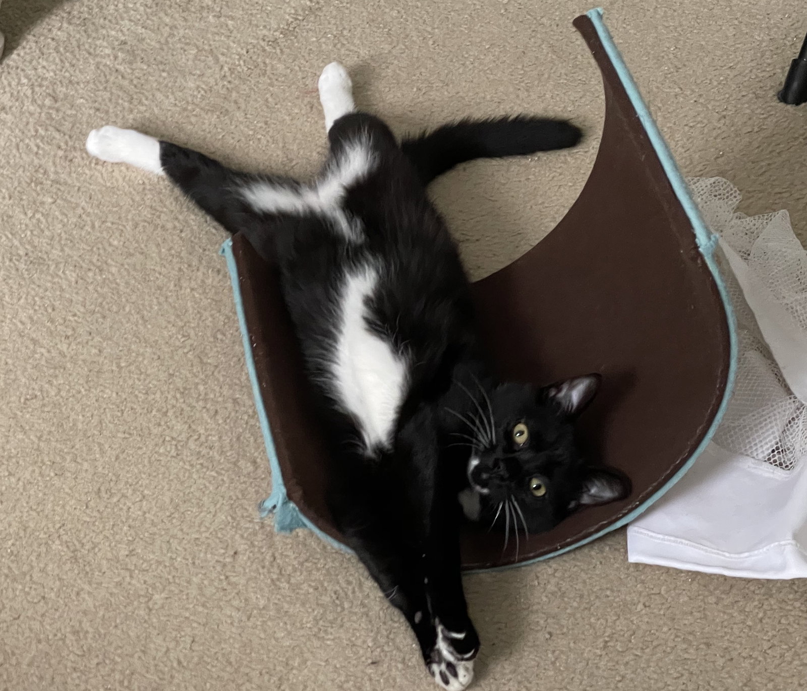 Adopt Tony Stark from cats-can inc in Oviedo Fl!