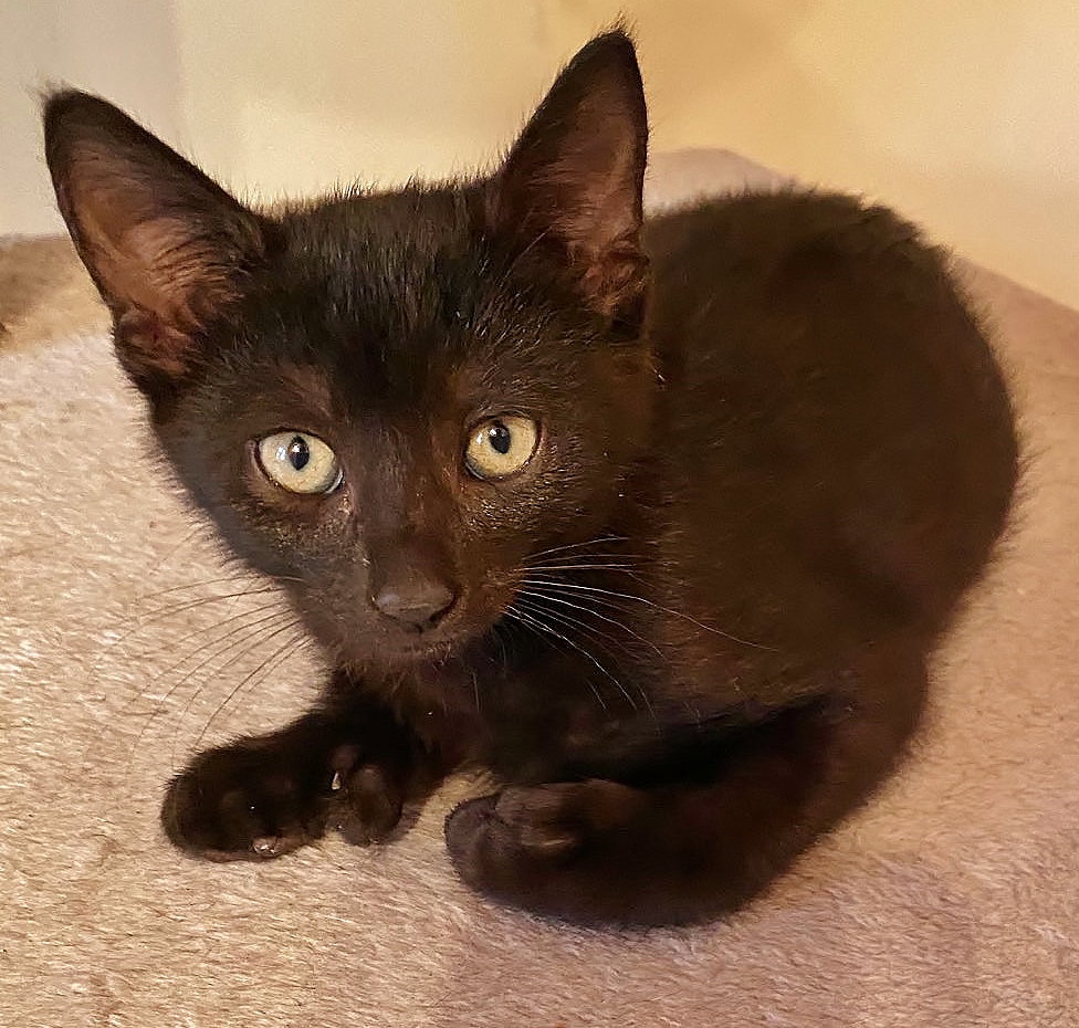 Adopt Midnight the Hemingway Kitty from cats-can inc in Oviedo Fl!