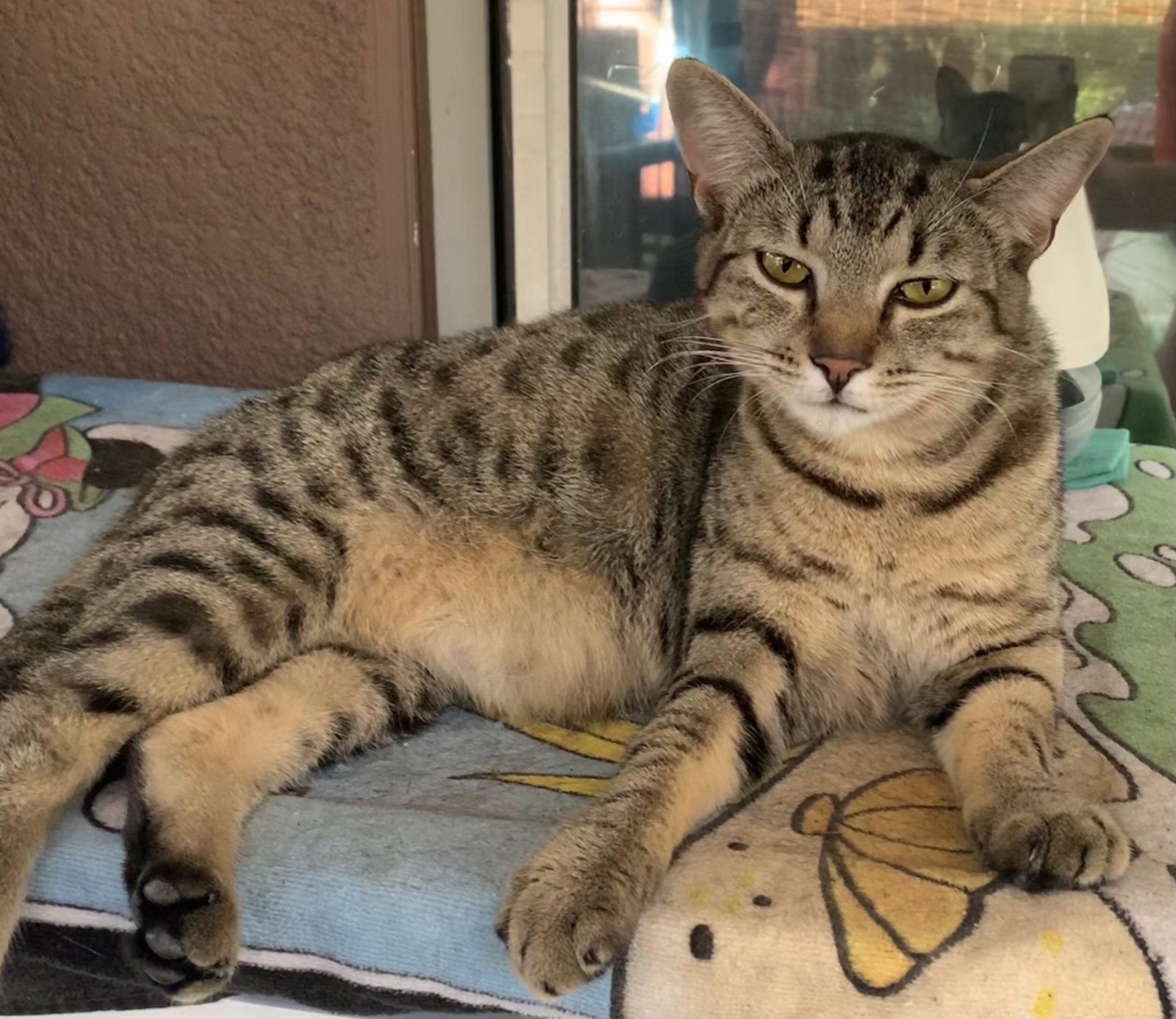 Adopt Tammy (Tommy) Trouble from cats-can inc in Oviedo Fl!