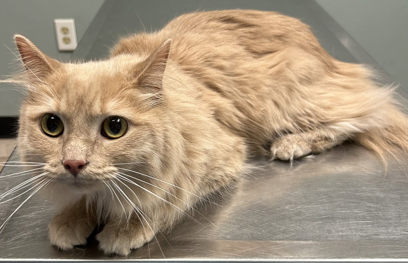 Adopt Rupert from cats-can inc in Oviedo Fl!
