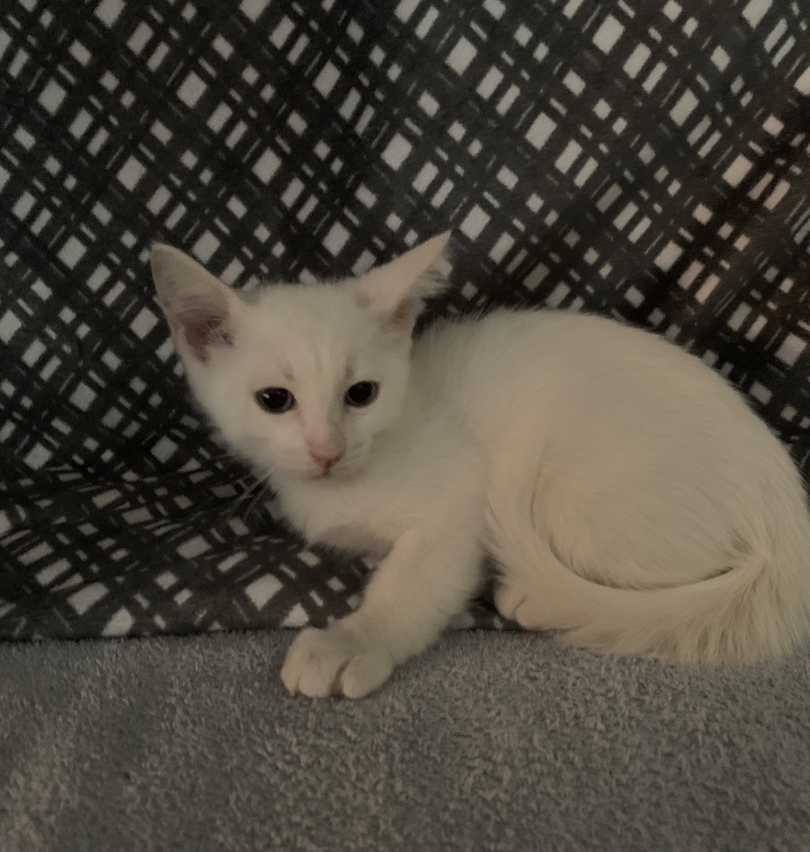 Adopt Ice the Sweet White Kitten from cats-can inc in Oviedo Fl!