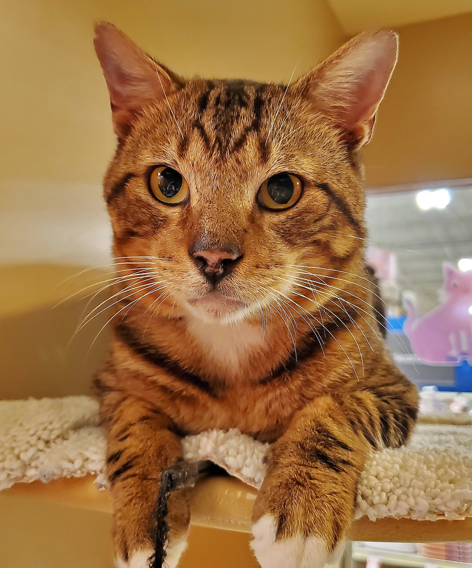 Adopt Angel the Handsome Tabby from cats-can inc in Oviedo Fl!