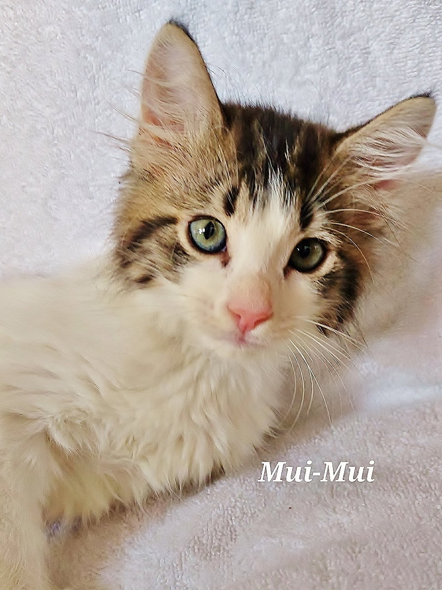 Adopt Miu Miu from cats-can inc in Oviedo Fl!