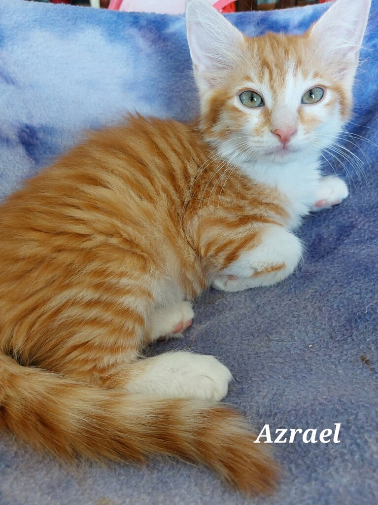 Adopt Azrael from cats-can inc in Oviedo Fl!
