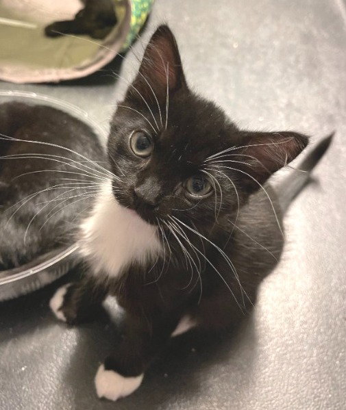 Adopt Bonnie from cats-can inc in Oviedo Fl!