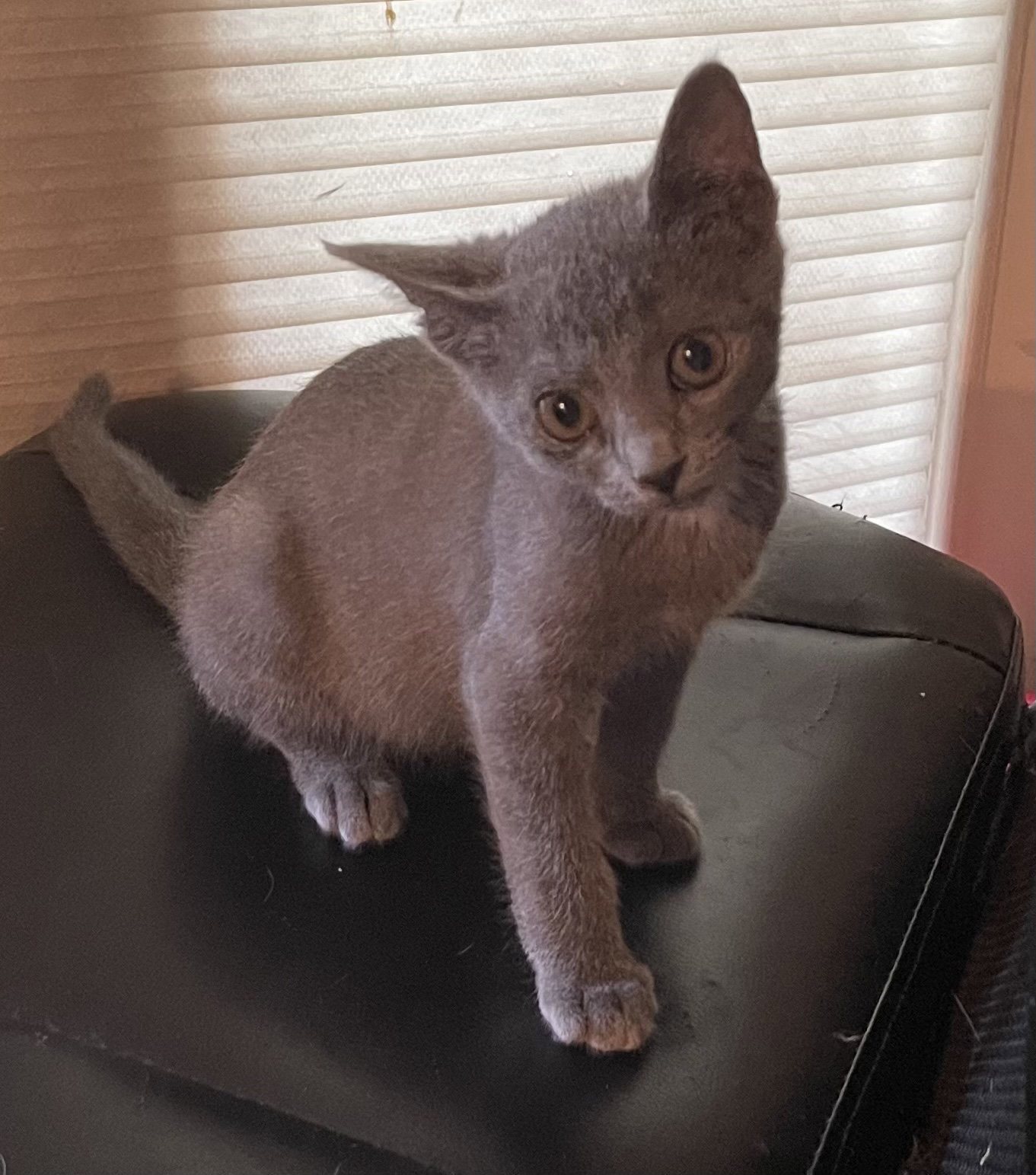 Adopt Beth the Sweetest kitten from cats-can inc in Oviedo Fl!
