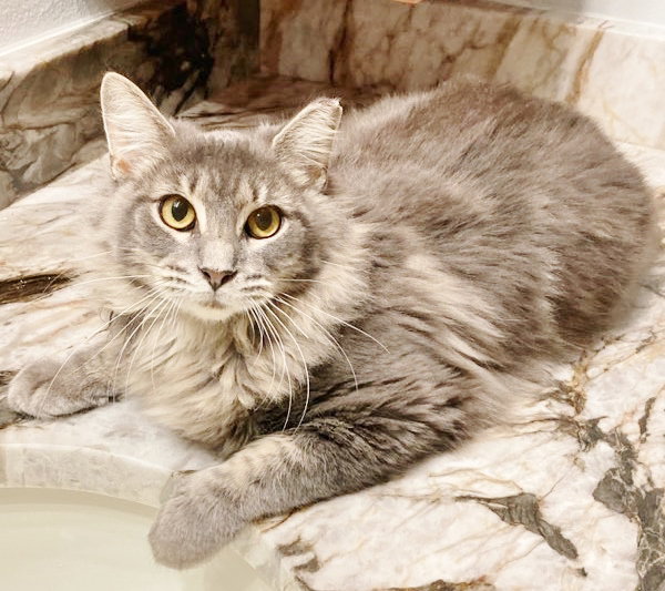 Adopt Jack the Fluffy Sweetheart from cats-can inc in Oviedo Fl!
