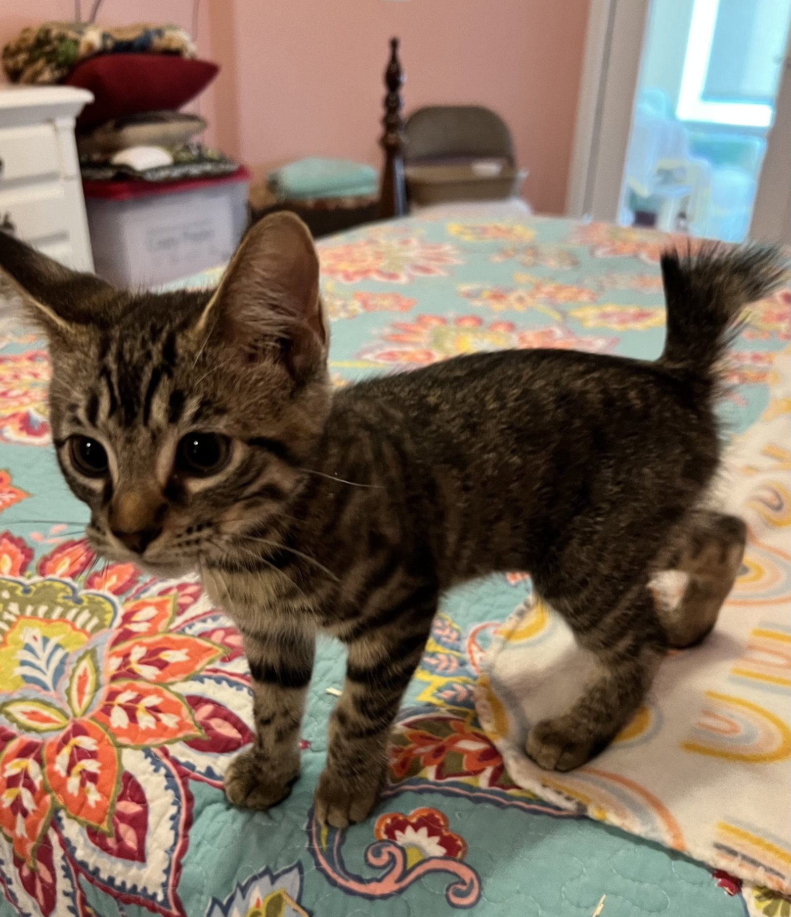Cats for Adoption in Kissimmee, Florida | Alpha Paw