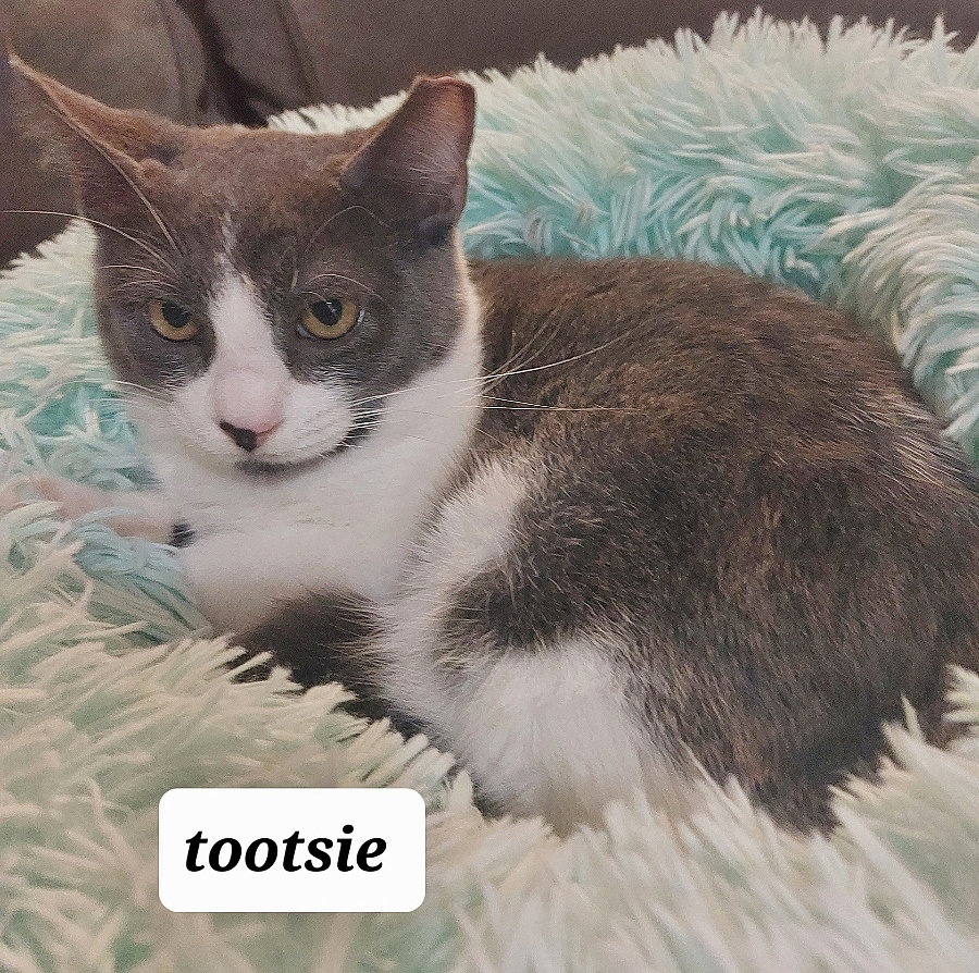 Adopt Tootsie the Sweetheart from cats-can inc in Oviedo Fl!