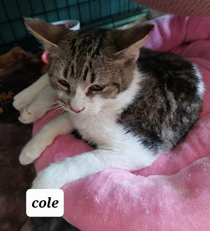 Adopt Cole the Tabby Sweetheart from cats-can inc in Oviedo Fl!