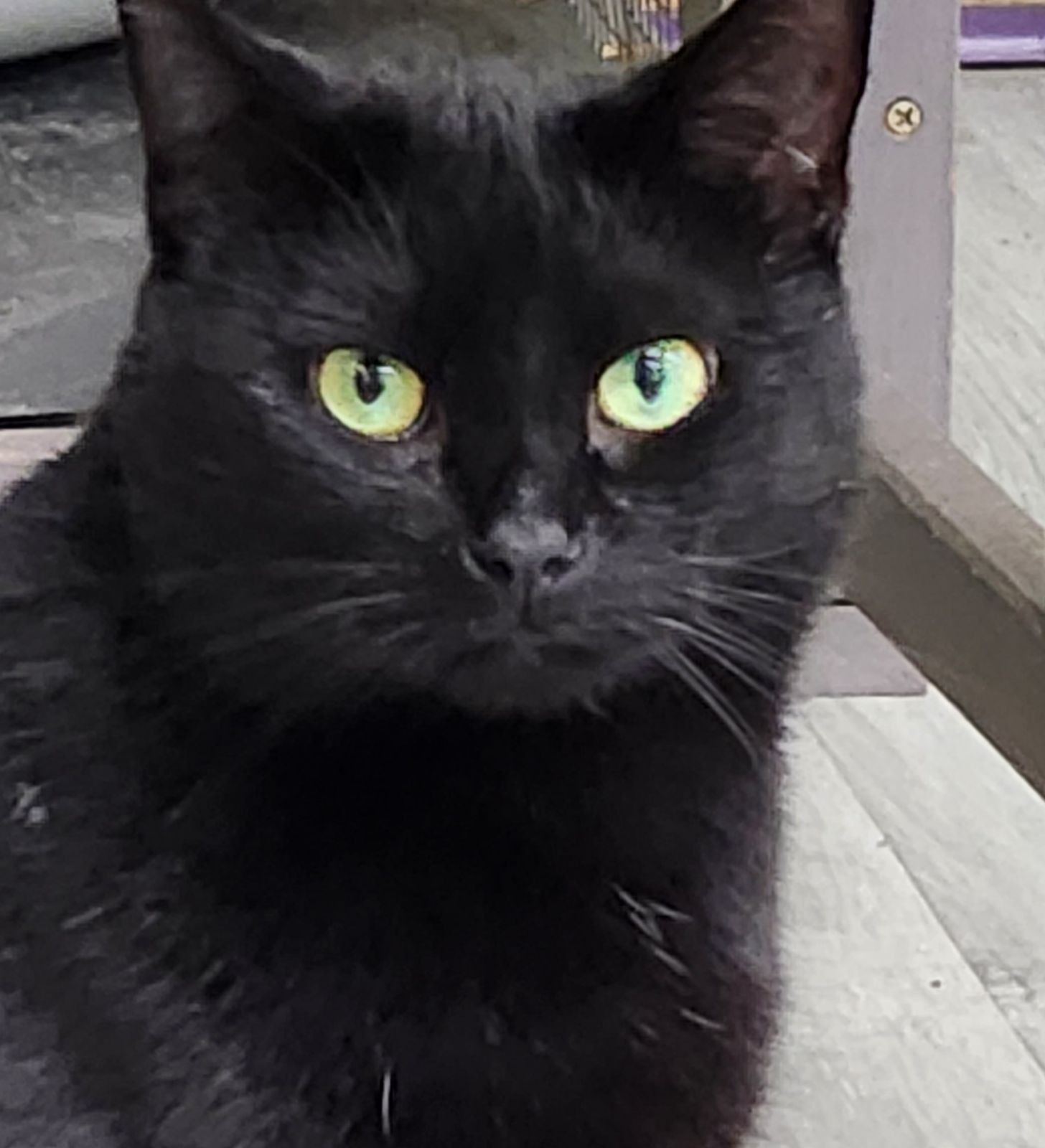 Adopt Mary the Mellow Sweetheart from cats-can inc in Oviedo Fl!