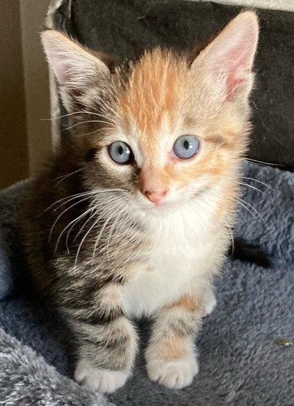 Adopt Delilah the Tabico Cutie from cats-can inc in Oviedo Fl!