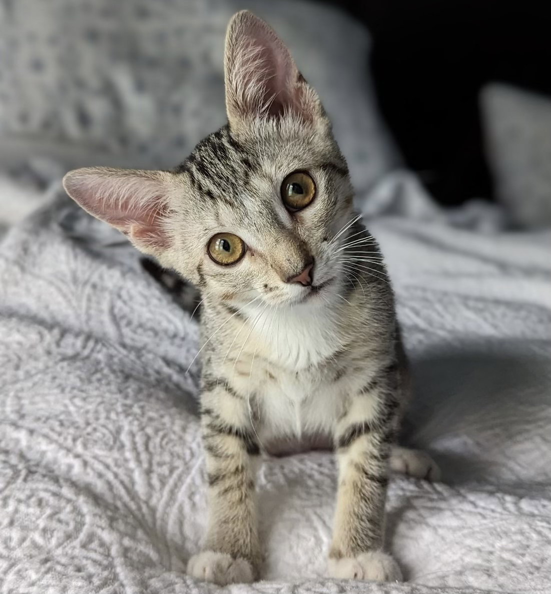 Adopt Gaia the Adorable Sweet Talker from cats-can inc in Oviedo Fl!