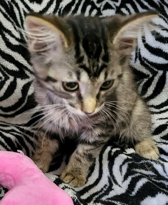 Adopt BellaGirl the sweetheart from cats-can inc in Oviedo Fl!