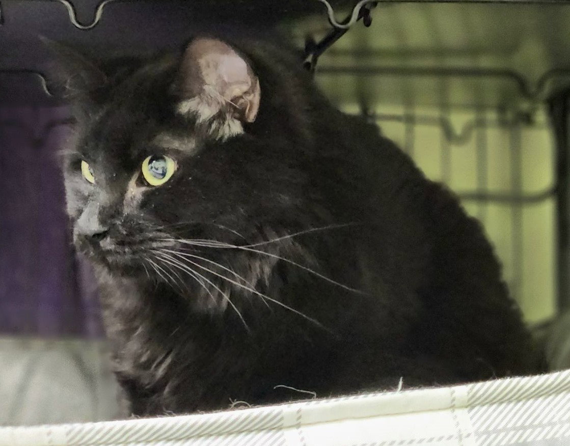 Adopt Miss Stormy from cats-can inc in Oviedo Fl!
