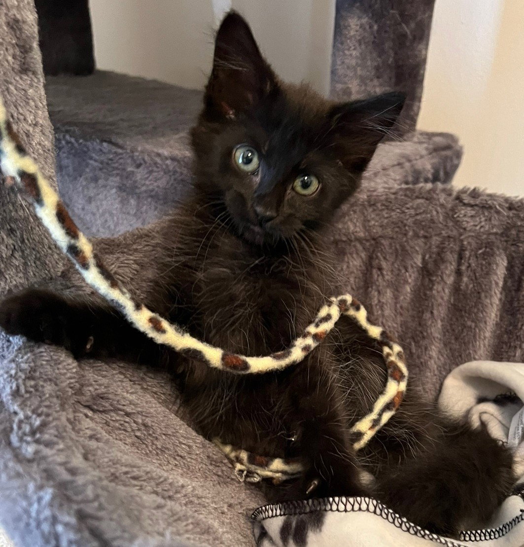 Adopt Miss Stormy from cats-can inc in Oviedo Fl!