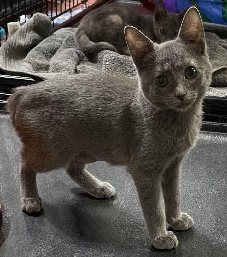 Adopt Shimmer the Manx from cats-can inc in Oviedo Fl!