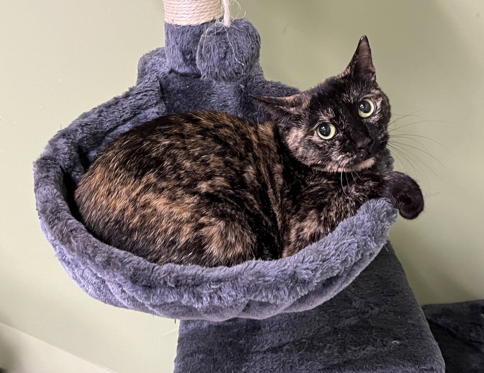 Adopt Ivy: Where Elegance Meets Purrfection from cats-can inc in Oviedo Fl!