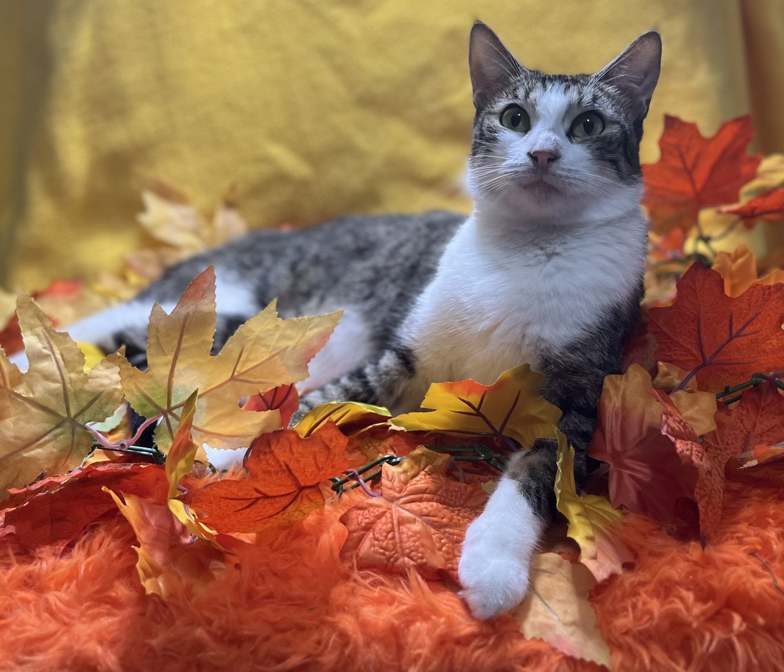 Adopt Chicky: The Kitty with a Whole Lotta Chirp! from cats-can inc in ...