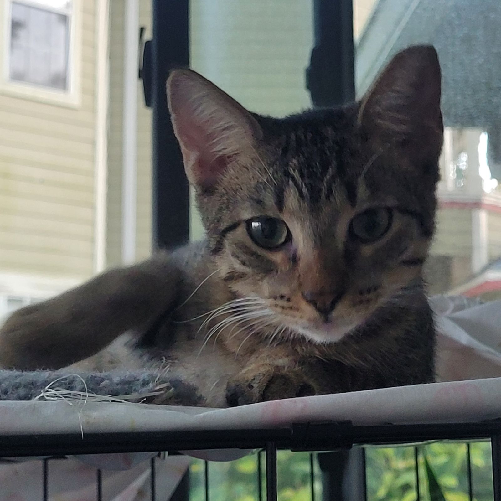 Adopt Bonnie from cats-can inc in Oviedo Fl!