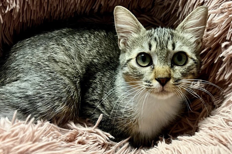 Adopt Small Fry from cats-can inc in Oviedo Fl!
