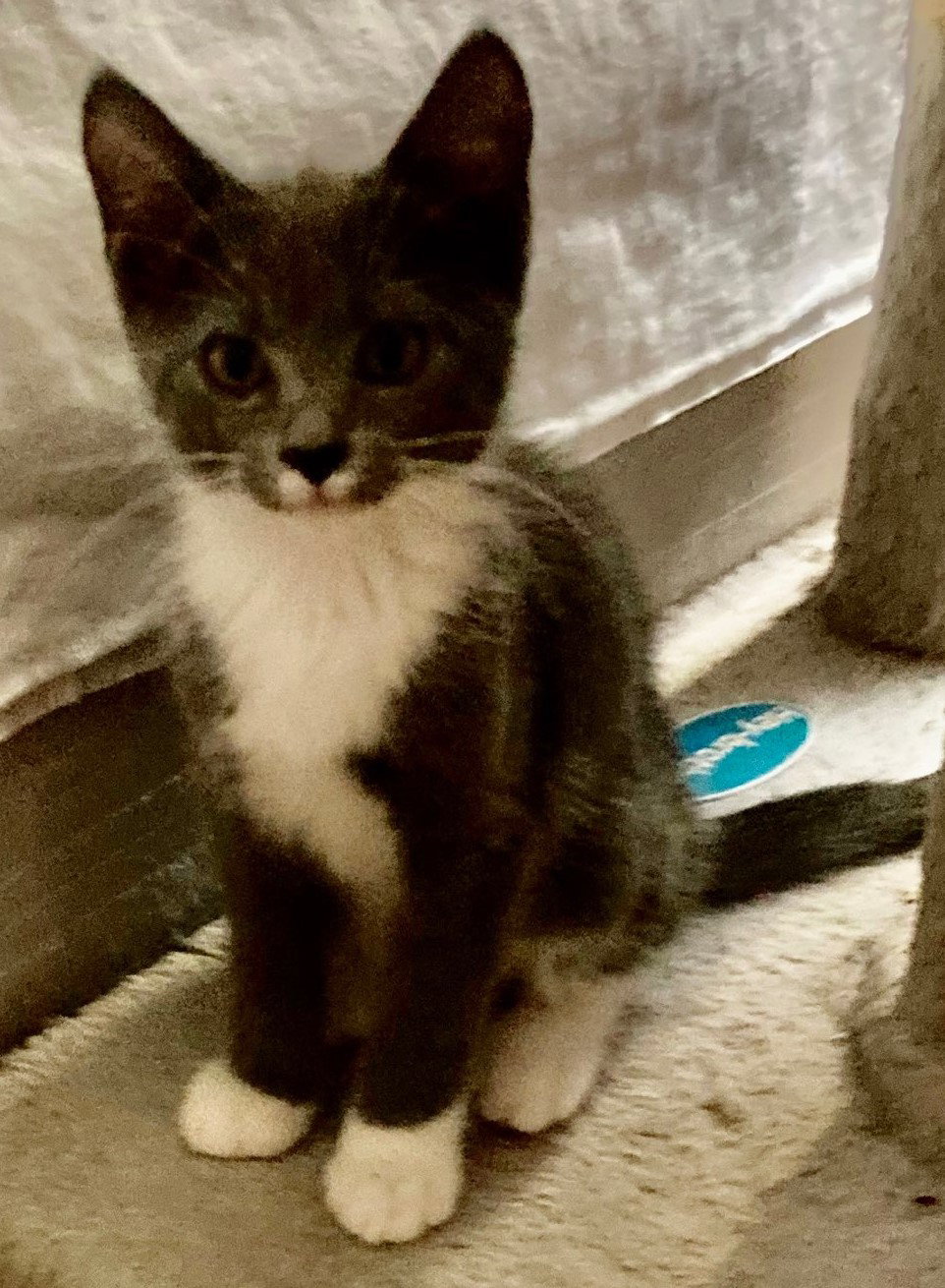 Adopt Stormy the Gray from cats-can inc in Oviedo Fl!