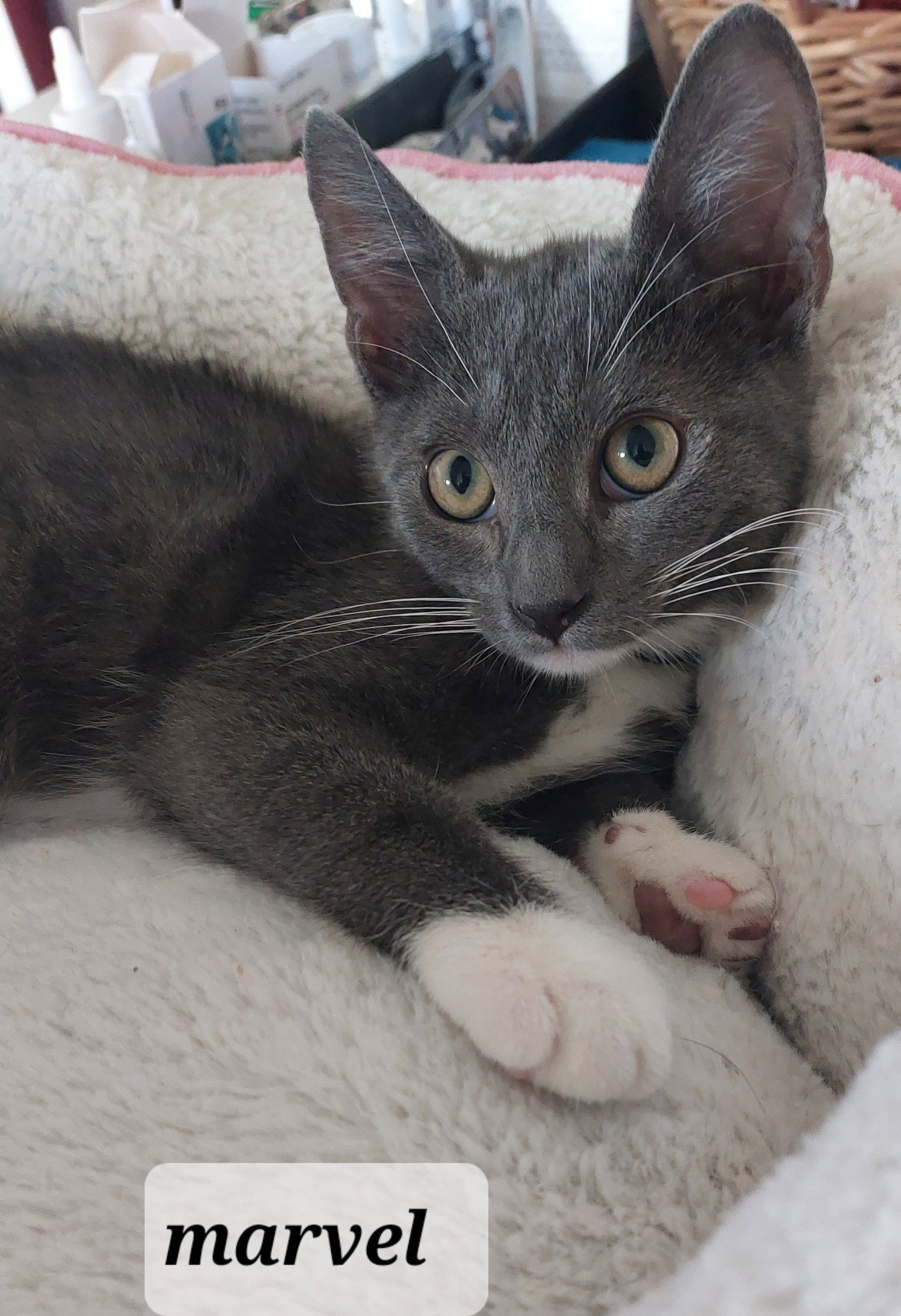 Adopt Marval from cats-can inc in Oviedo Fl!