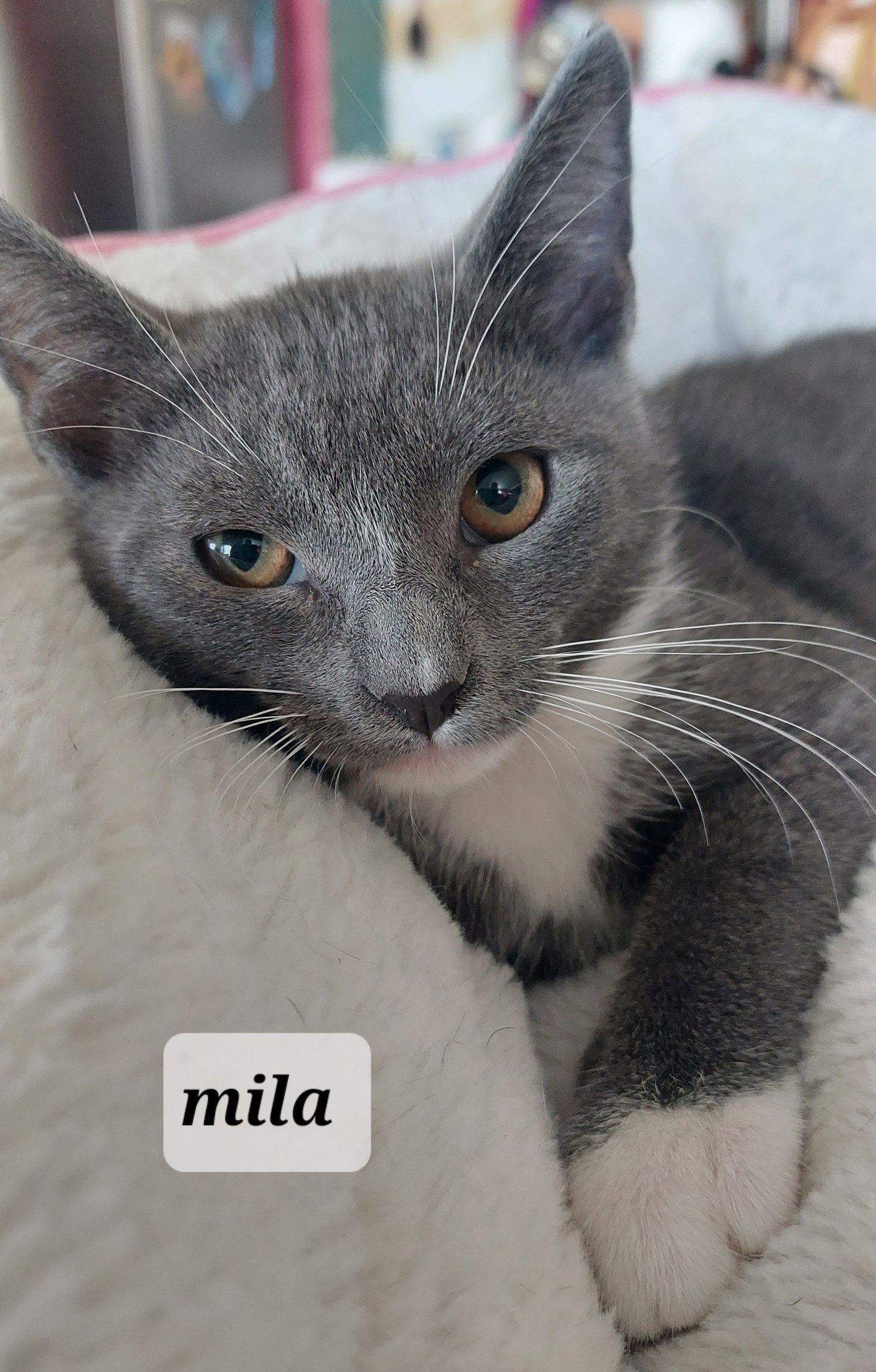Adopt Mila from cats-can inc in Oviedo Fl!