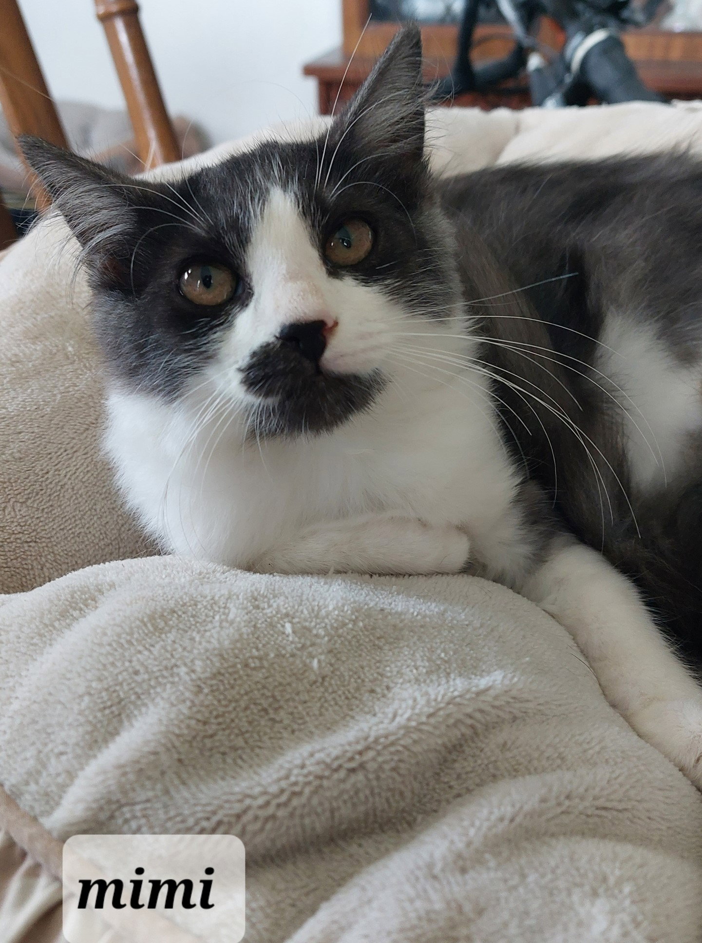 Adopt Mimi the Smokey Gray Sweetheart from cats-can inc in Oviedo Fl!