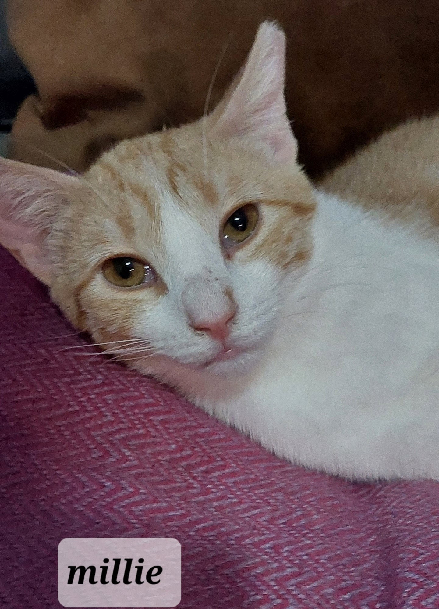 Adopt Millie from cats-can inc in Oviedo Fl!
