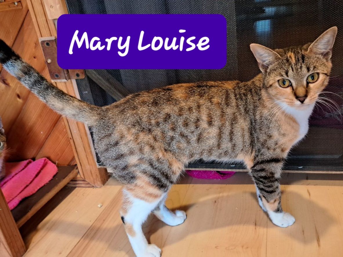 Adopt Mary Louise from cats-can inc in Oviedo Fl!