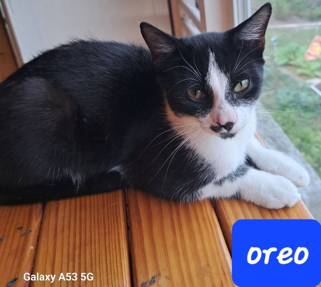 Adopt Oreo the Handsome Sweetheart from cats-can inc in Oviedo Fl!