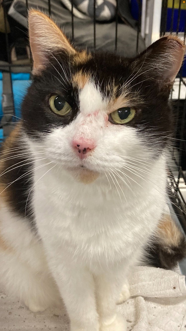 Adopt Rain the beautiful Calico from cats-can inc in Oviedo Fl!