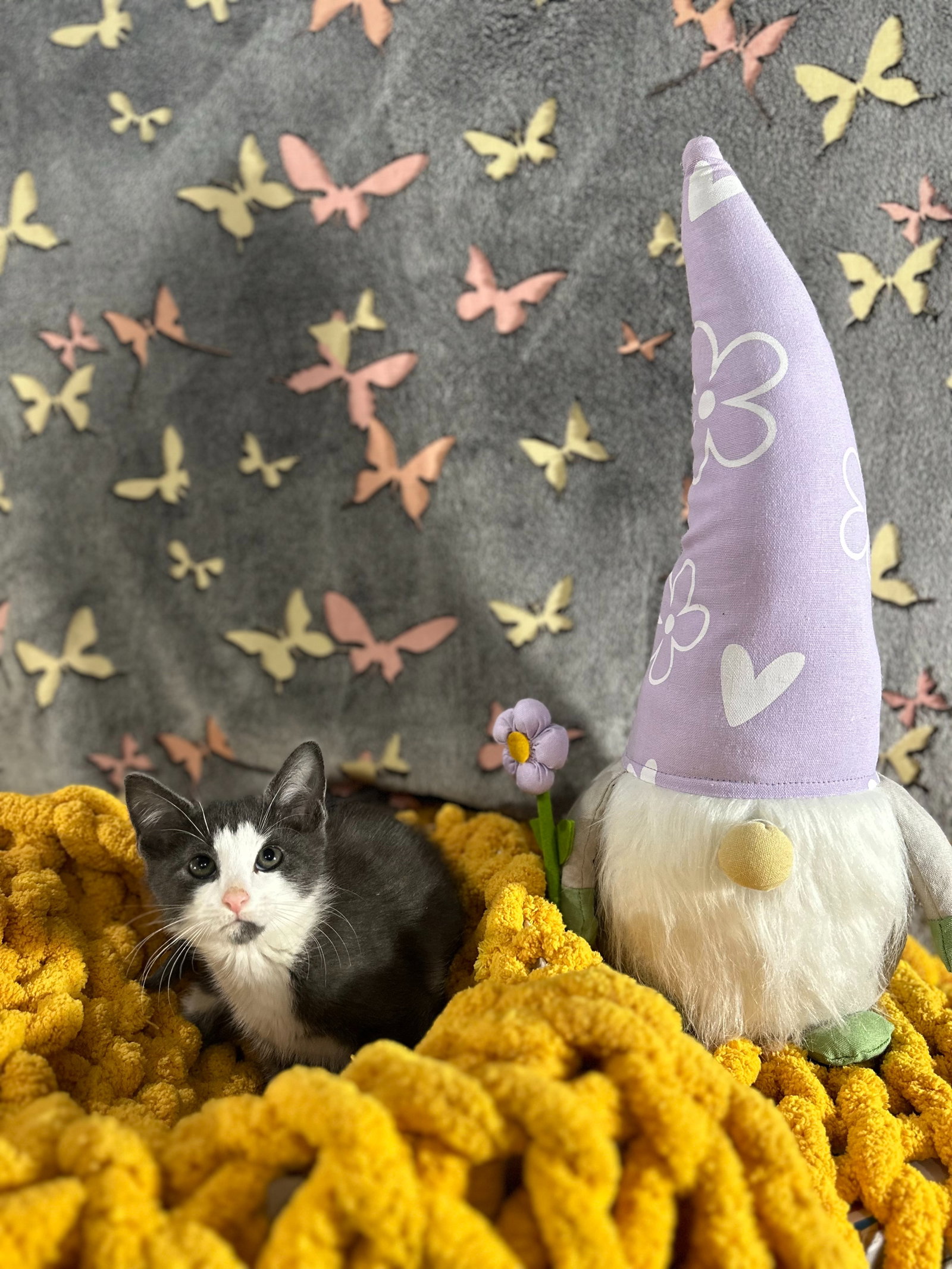 Adopt Ryan from cats-can inc in Oviedo Fl!