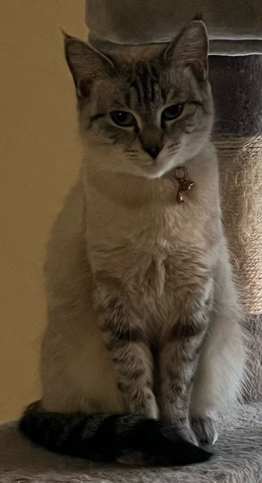 Adopt Mimosa from cats-can inc in Oviedo Fl!