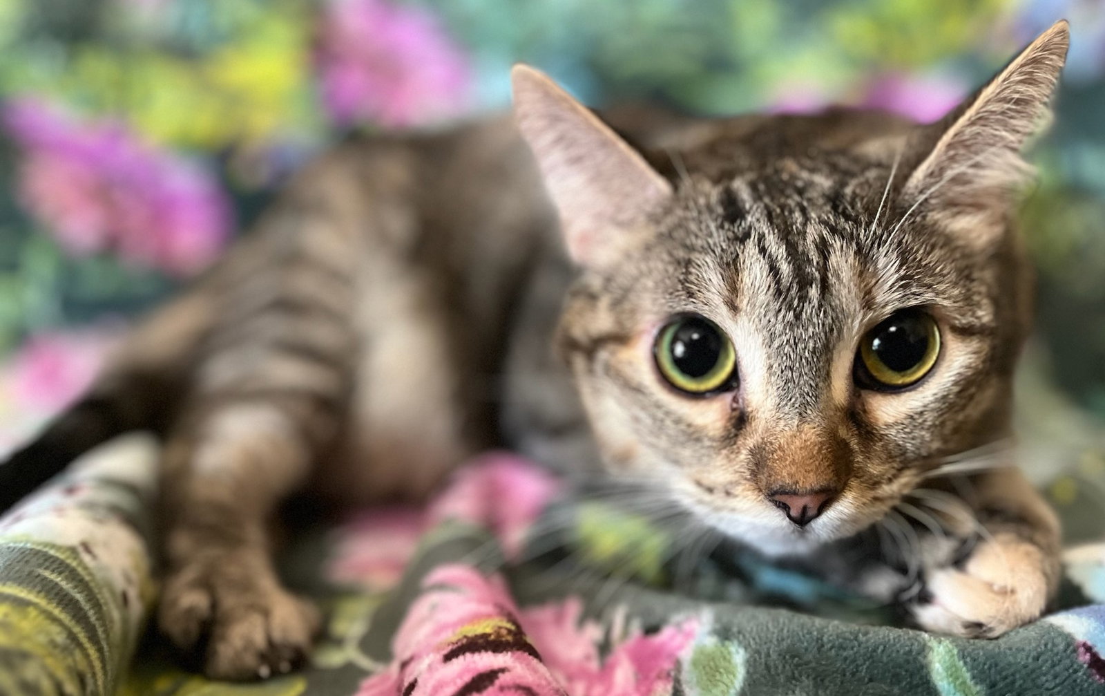 Cats for Adoption in The Villages, Florida | Alpha Paw
