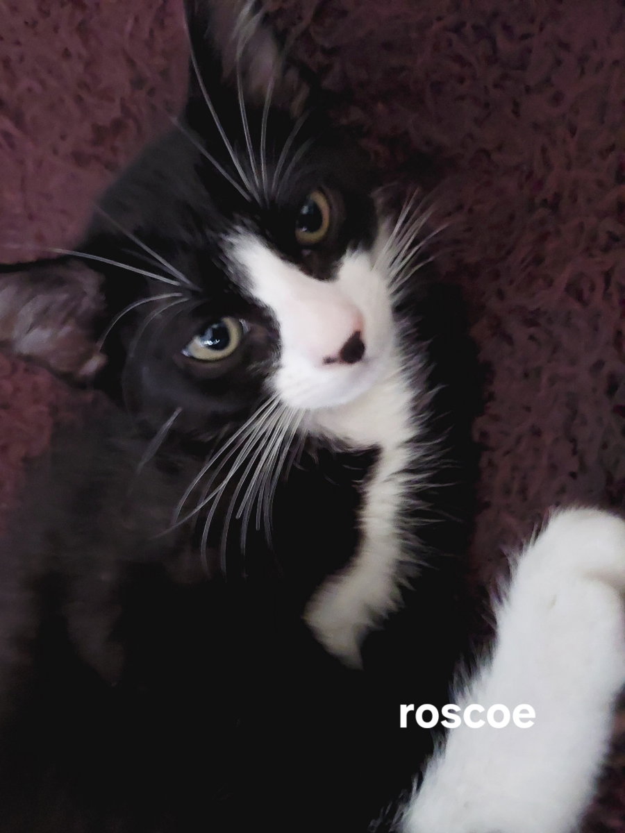Adopt Roscoe from cats-can inc in Oviedo Fl!