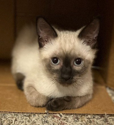 Adopt Smokey the Chocolate Point Siamese from cats-can inc in Oviedo Fl!