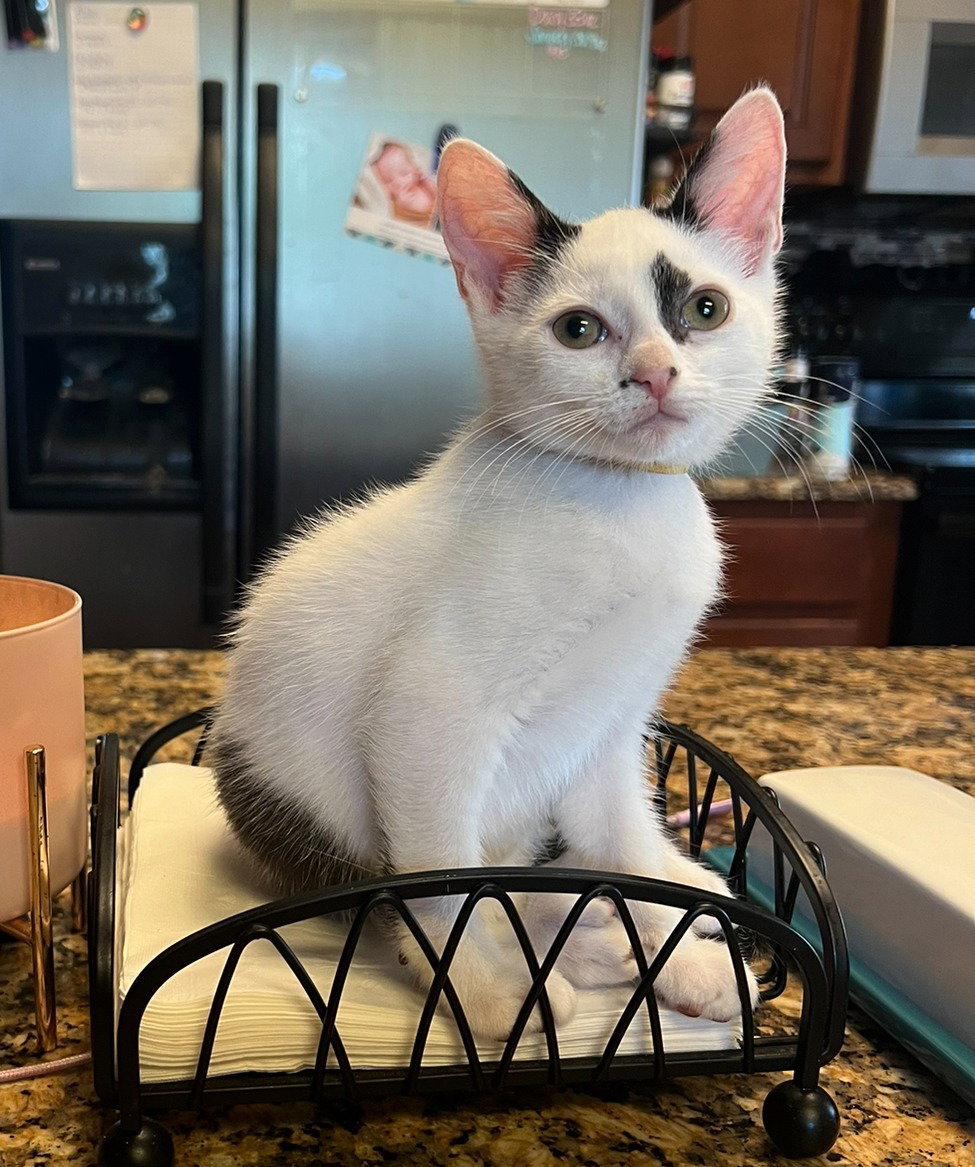 Adopt Daisy the Sweet Cuddler from cats-can inc in Oviedo Fl!