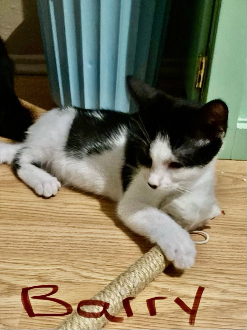 Adopt Barry the Sweet Boy from cats-can inc in Oviedo Fl!