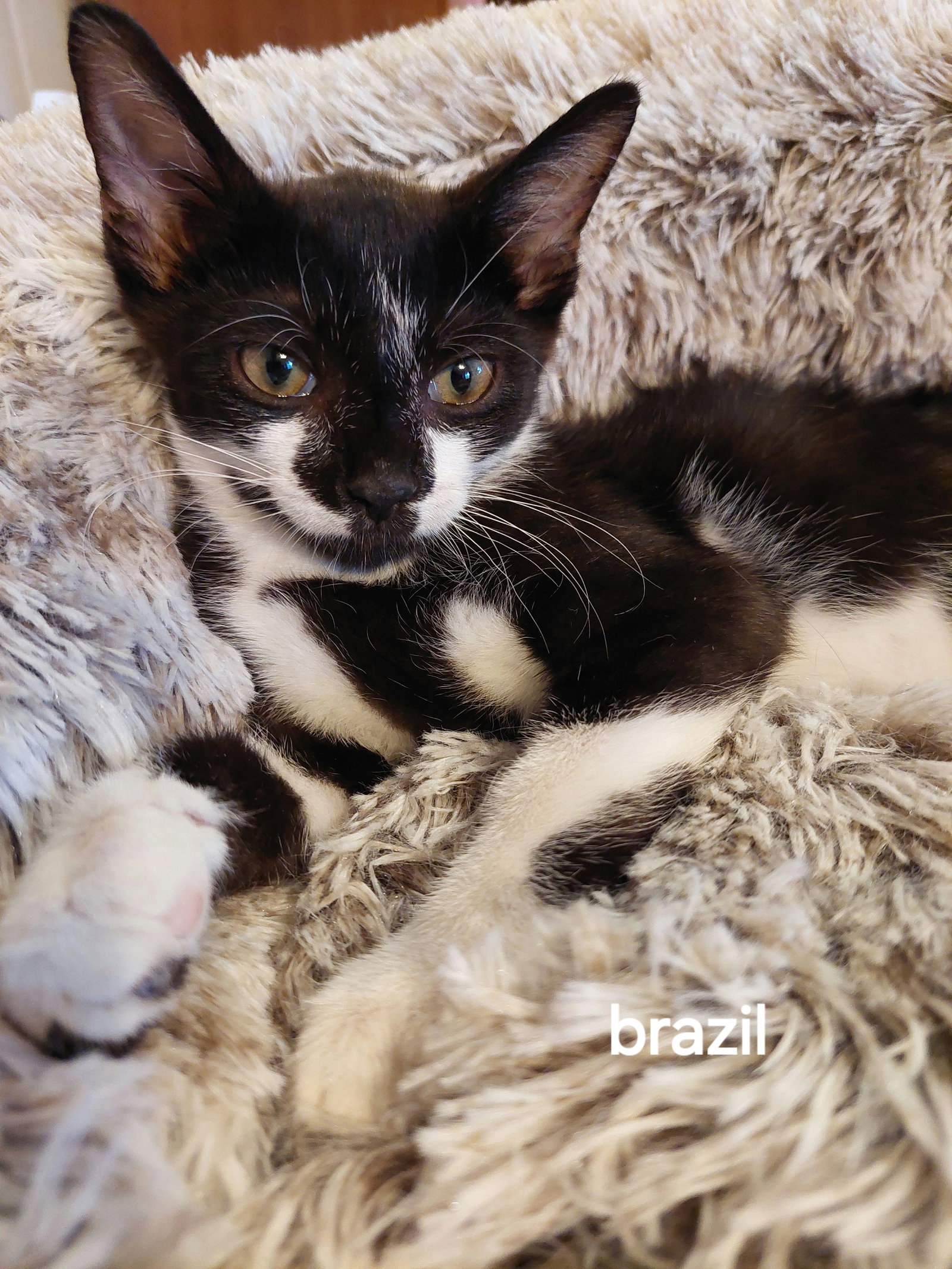 Adopt Brazil from cats-can inc in Oviedo Fl!