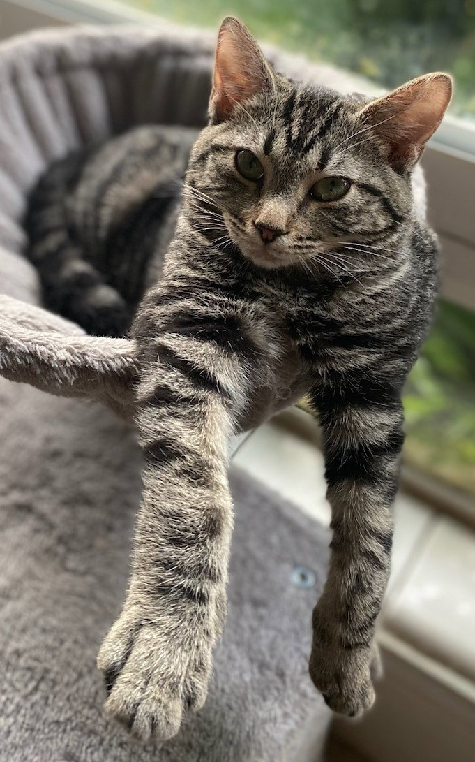 Adopt Bree from cats-can inc in Oviedo Fl!